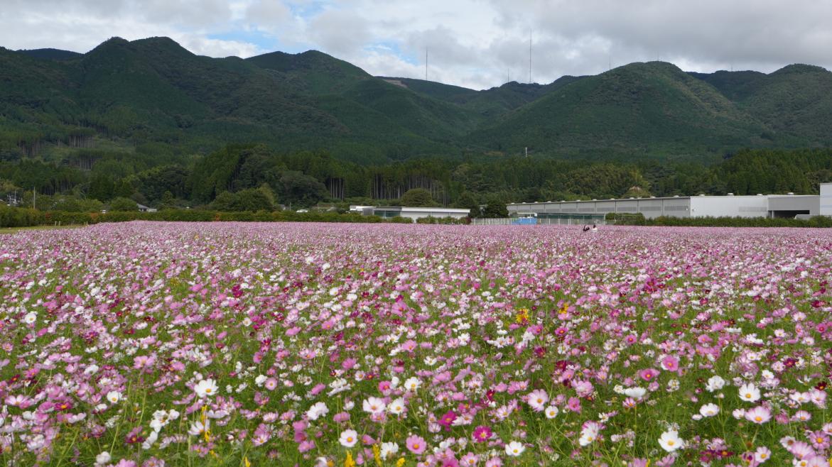 Take a tour of famous spots for seasonal flowers in Miyazaki! - Fall ...