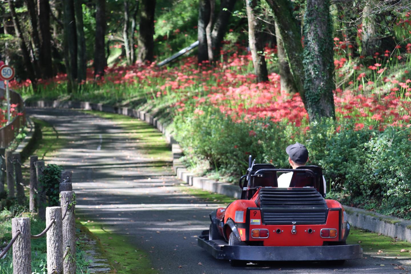 Take a tour of famous spots for seasonal flowers in Miyazaki! - Fall ...