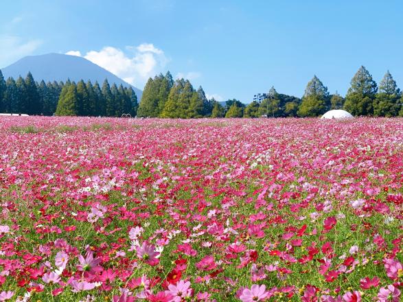 Take a tour of famous spots for seasonal flowers in Miyazaki! - Fall ...