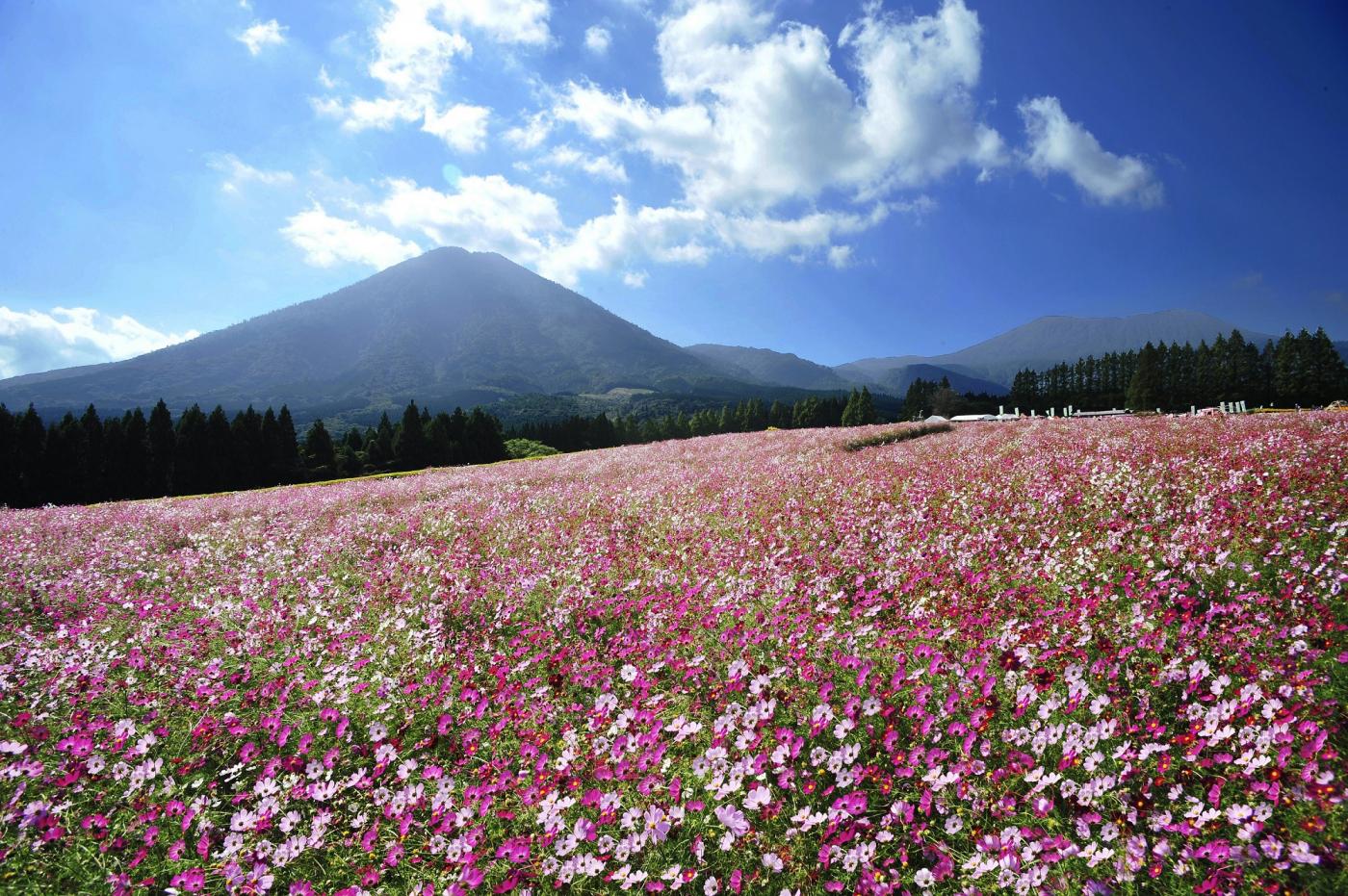 Take a tour of famous spots for seasonal flowers in Miyazaki! - Fall ...