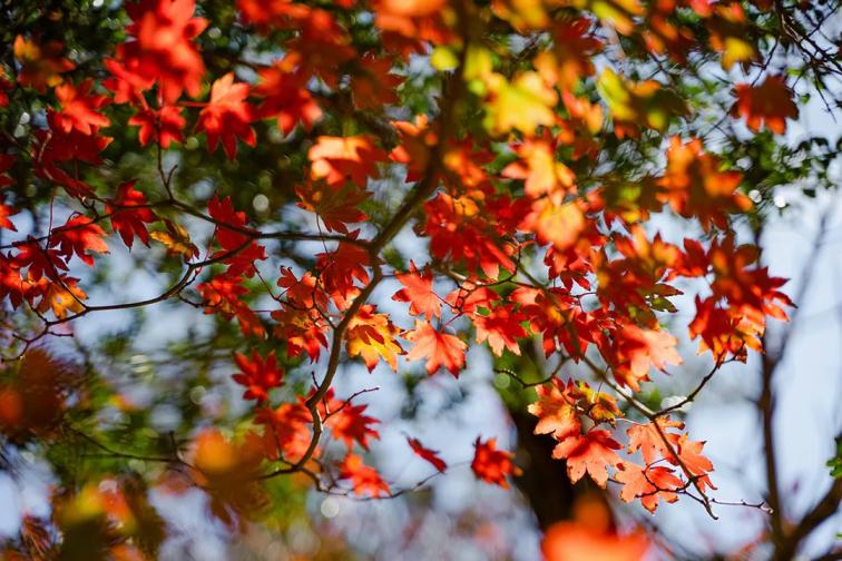 Exploring Natural Parks in Autumn | Highlights | Visit MIYAZAKI ...