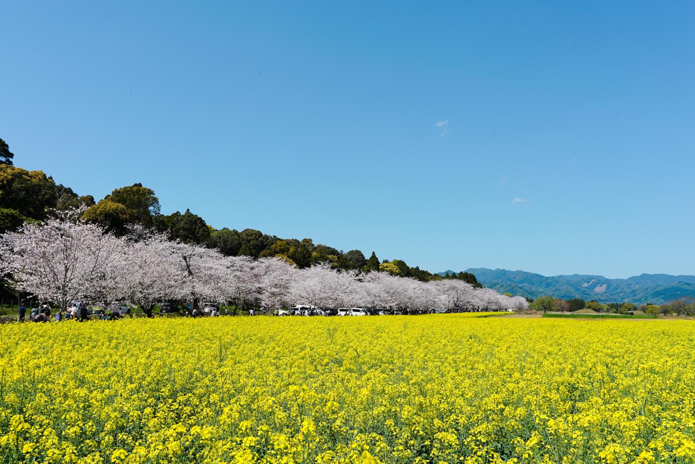 Captivating Sakura Viewing in Miyazaki’s Majestic Nature | Highlights ...